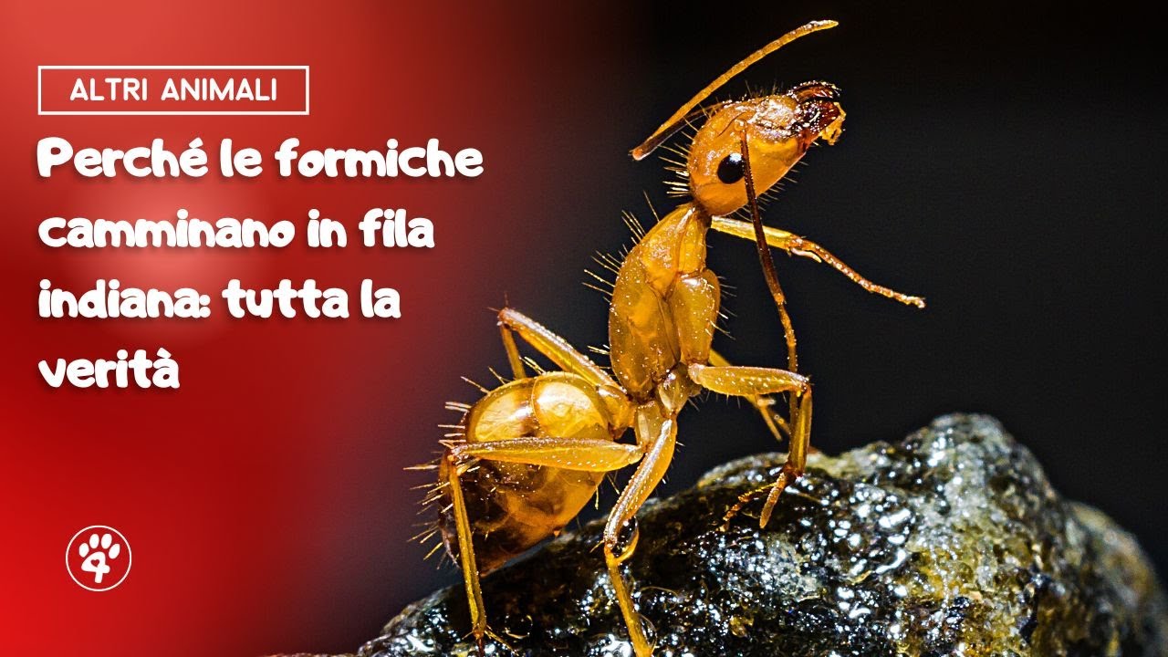 Perché le formiche camminano in fila indiana: tutta la verità ...
