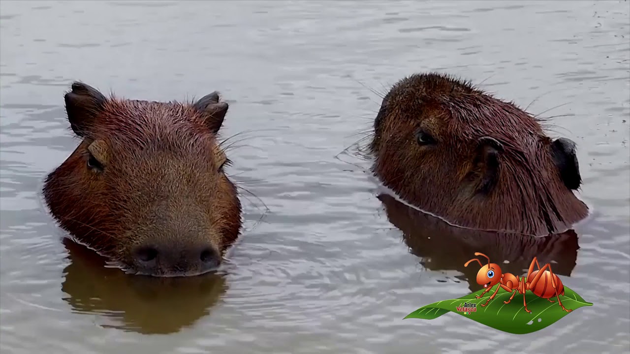 CHIGUIRO (Hydrochoerus hydrochaeris). - YouTube