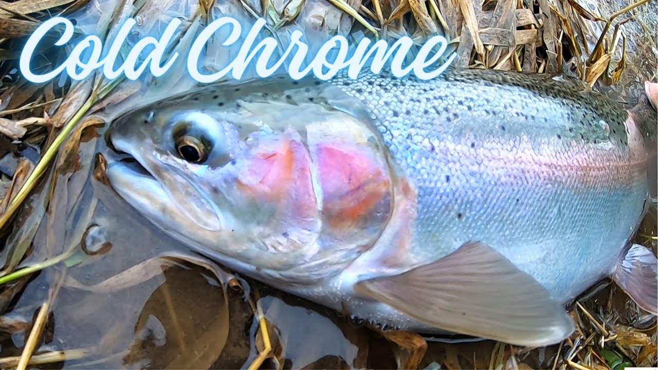 Cold Chrome Beauties - Winter Steelhead - YouTube