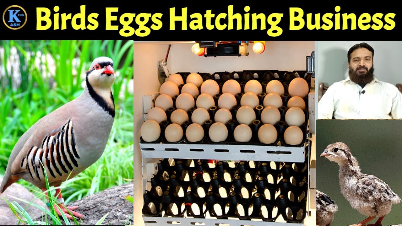 Chakor Eggs hatching business | Hatchery business | Incubator | Small ...