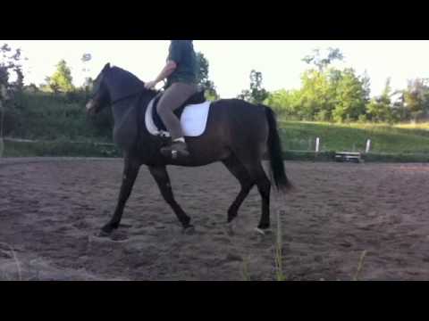Canter Leads Update 19 JN 14 - YouTube