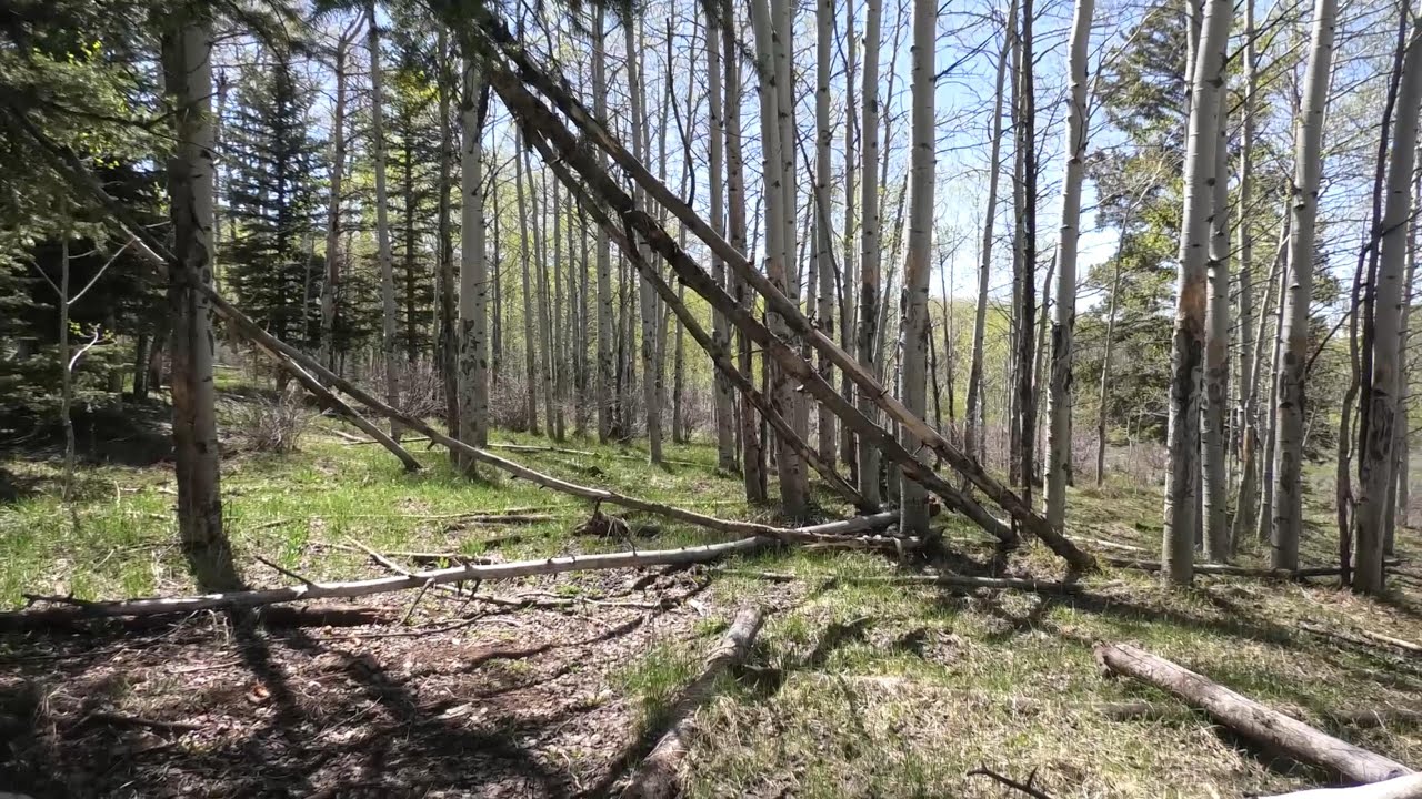 Finding a New Colossal Bigfoot/Others World - Language Written on Tree ...