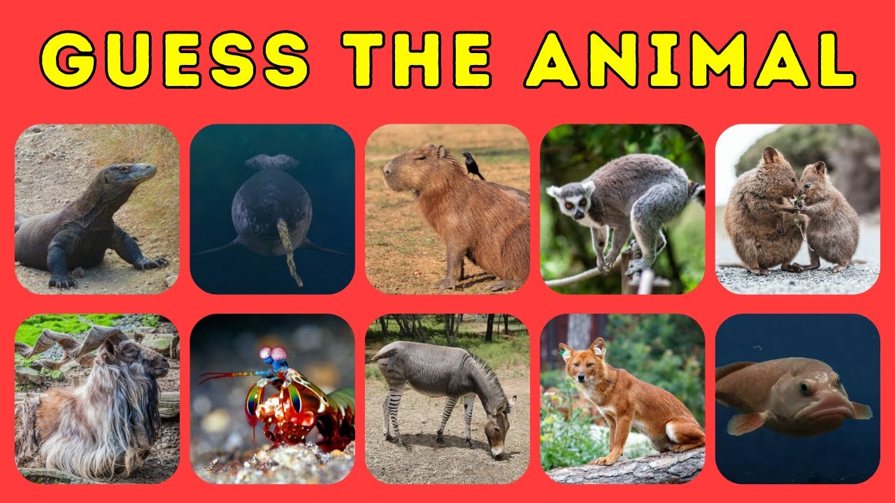 Guess the 40 Unique Animals - Animal QUIZ - YouTube