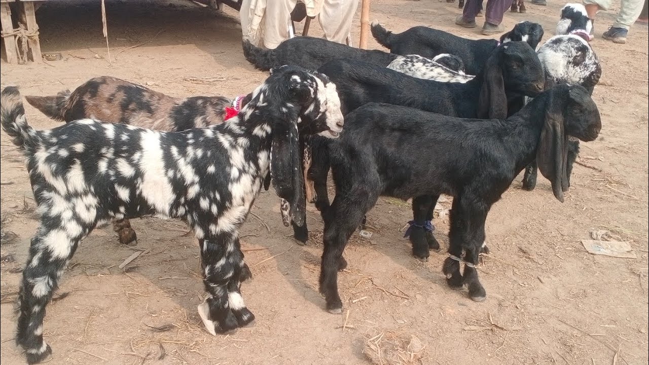 sahiwal bakra mandi ma betal bachay 03176048955 Arslan goats foram ...