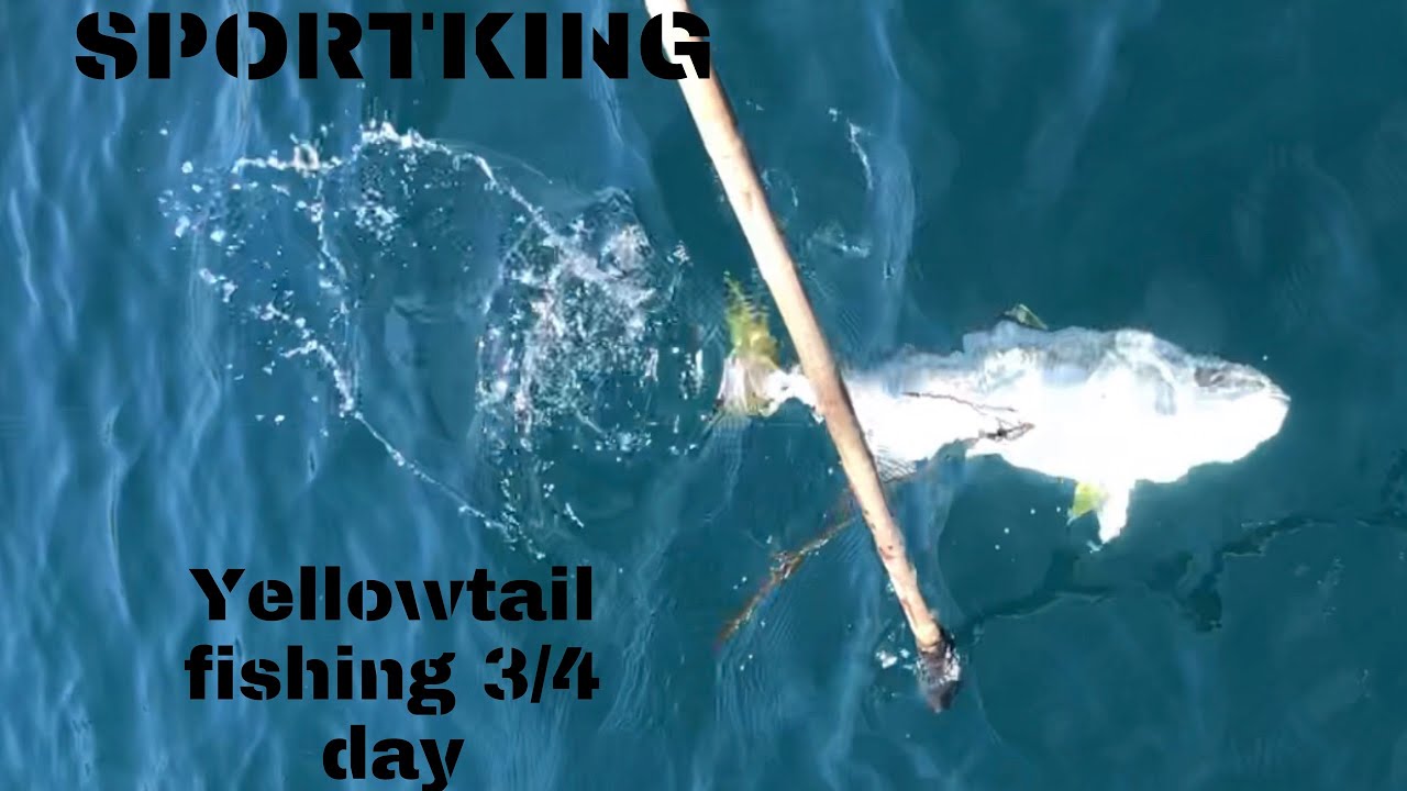 BIG Yellowtail Fishing at Catalina Island, California. - YouTube