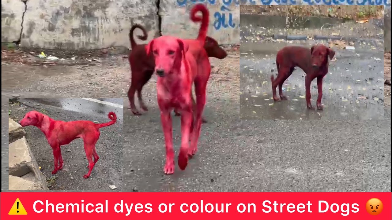 Street Dogs were seen in different colours on road of Ankleshwar maybe ...