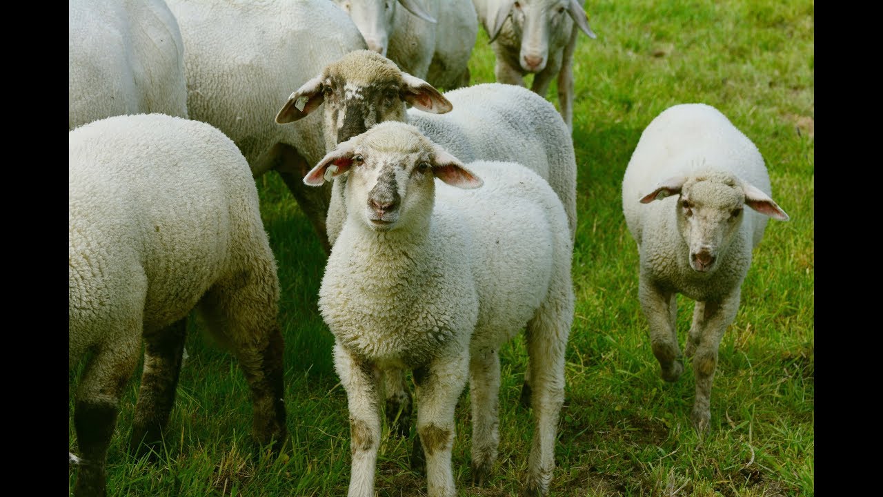 Vet Performs C-Section on a Sheep Ewe Complete with Suturing - YouTube