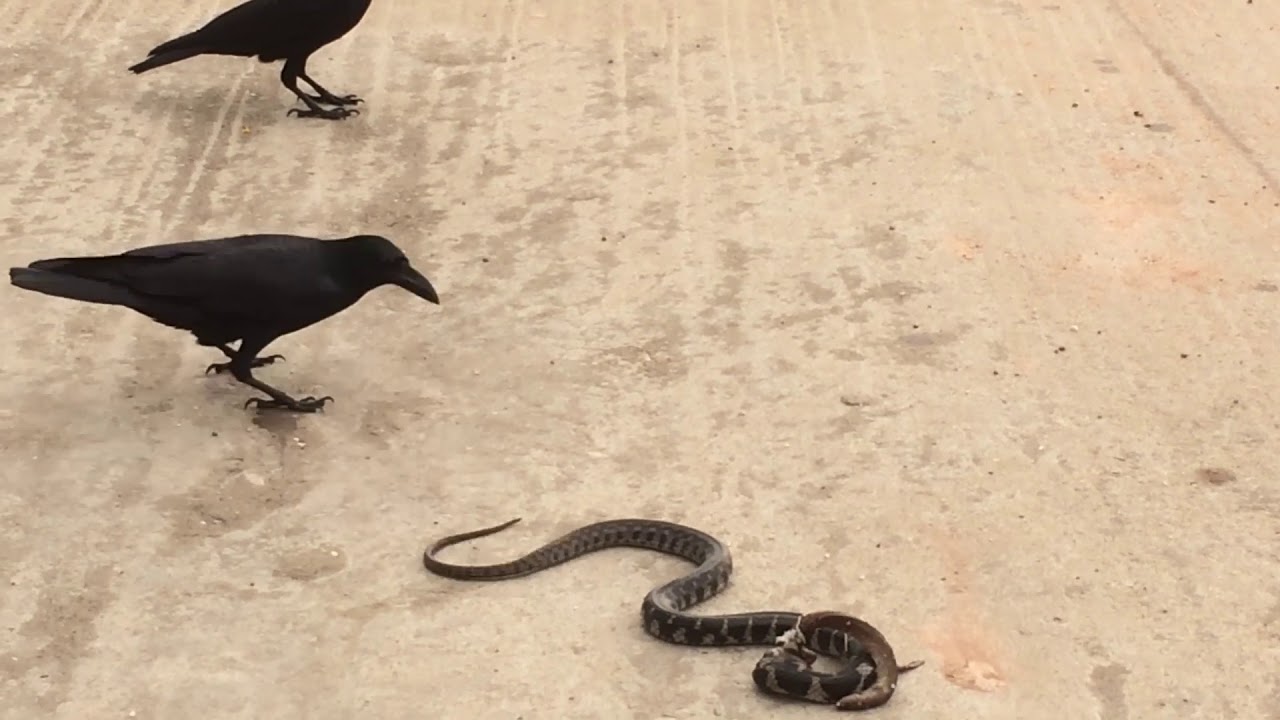 Water Snakes Fight for Eel and Crow also try to fight with it - Royalty ...