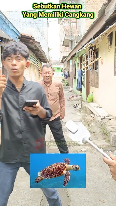 Sebutkan Hewan Yang Bercangkang Part 2 #shorts - YouTube