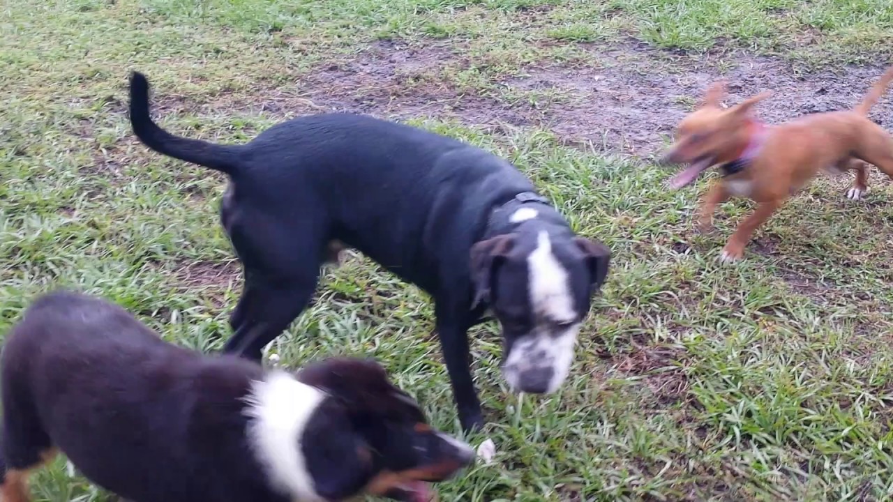 Xxen and Brody...perfect playmates - YouTube