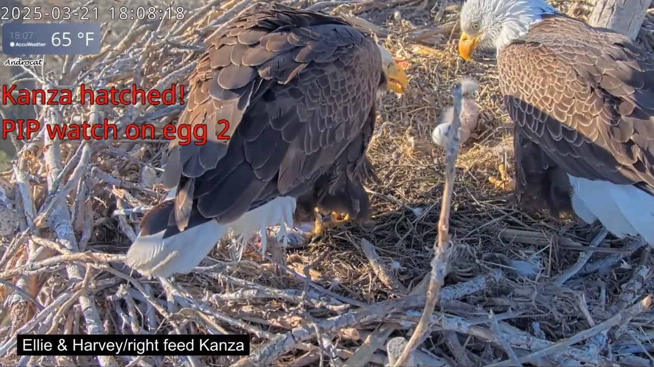 Kansas Eagles 3-21-25. Little Kanza Gets All of the Attention w/Tandem ...