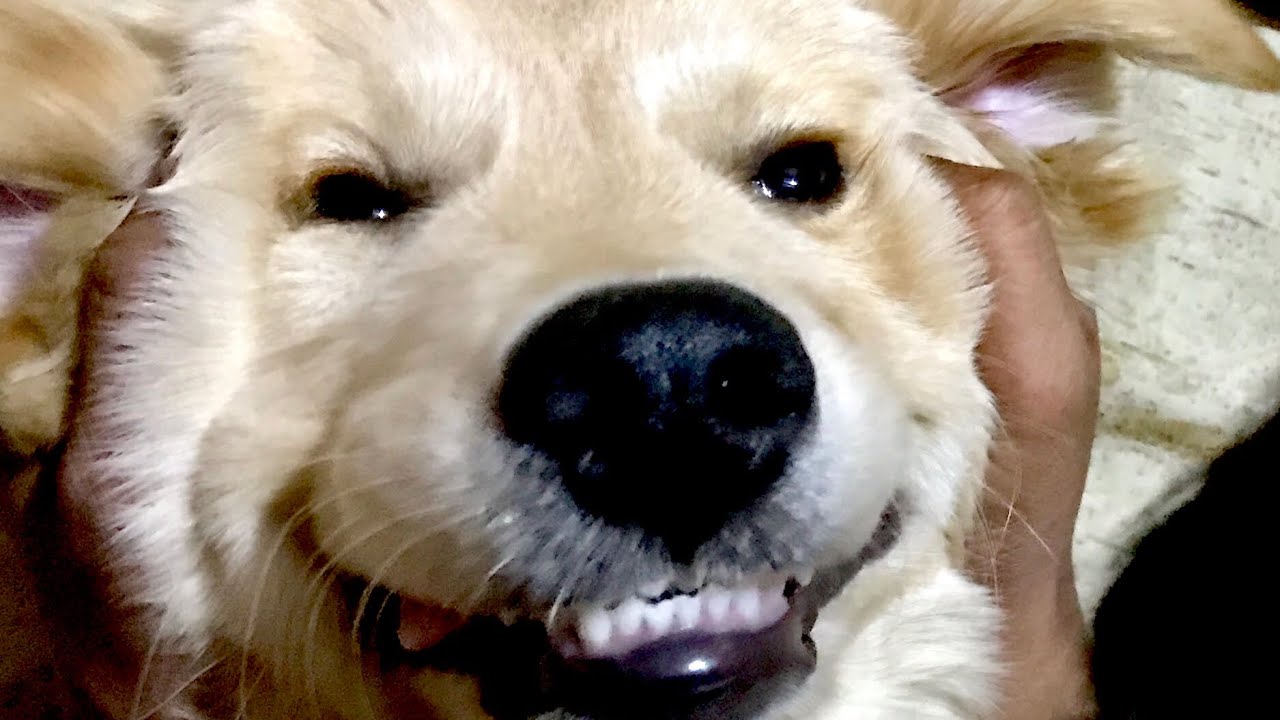 Golden Retriever Attacking Stranger. - YouTube