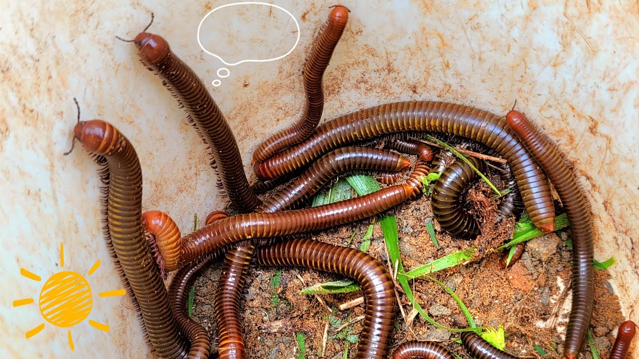 Fantastic Discover Millipede, Catch Millipede, Looking Millipede In All ...