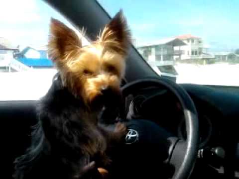 Rocky the yorkie driving his car oct 09 - YouTube