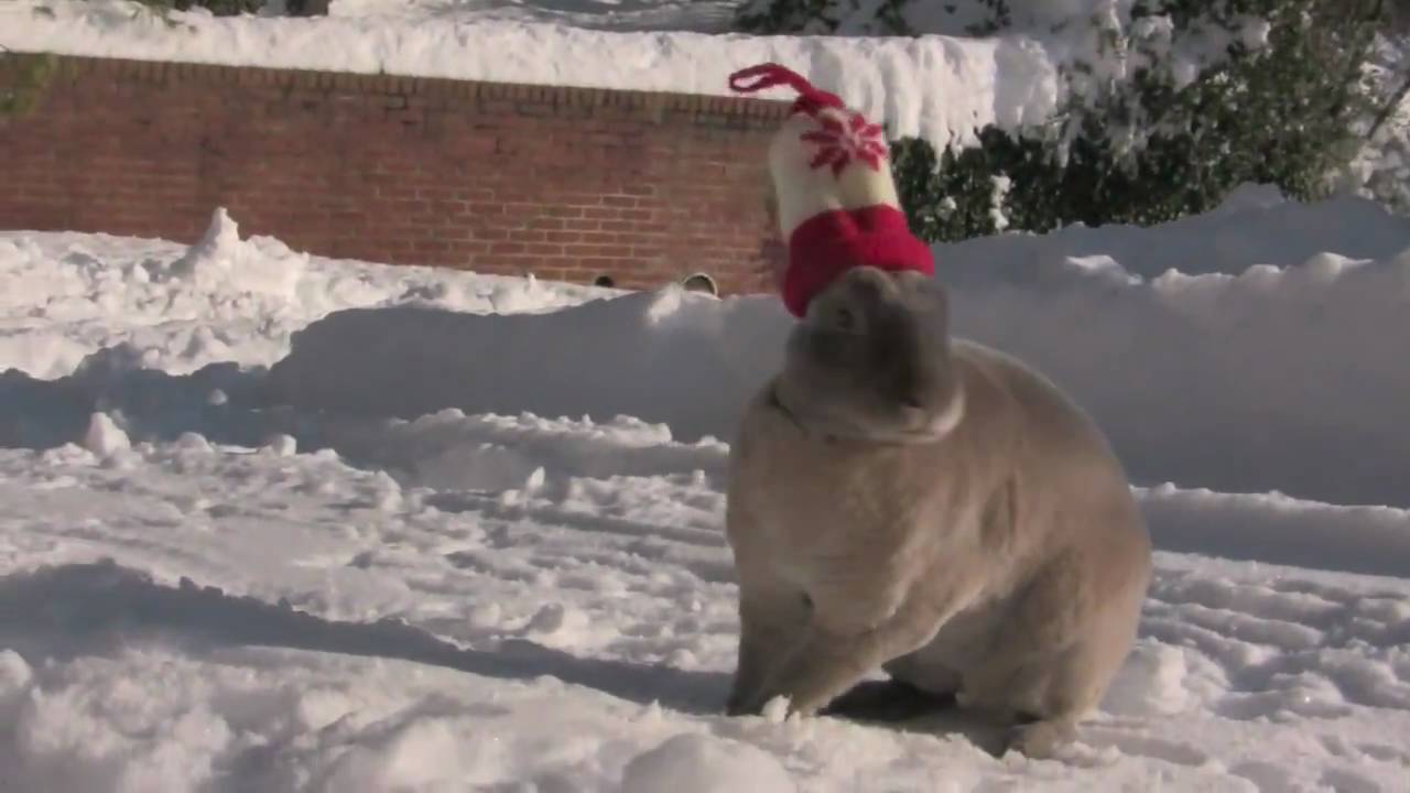Rex rabbit playing in the snow - YouTube