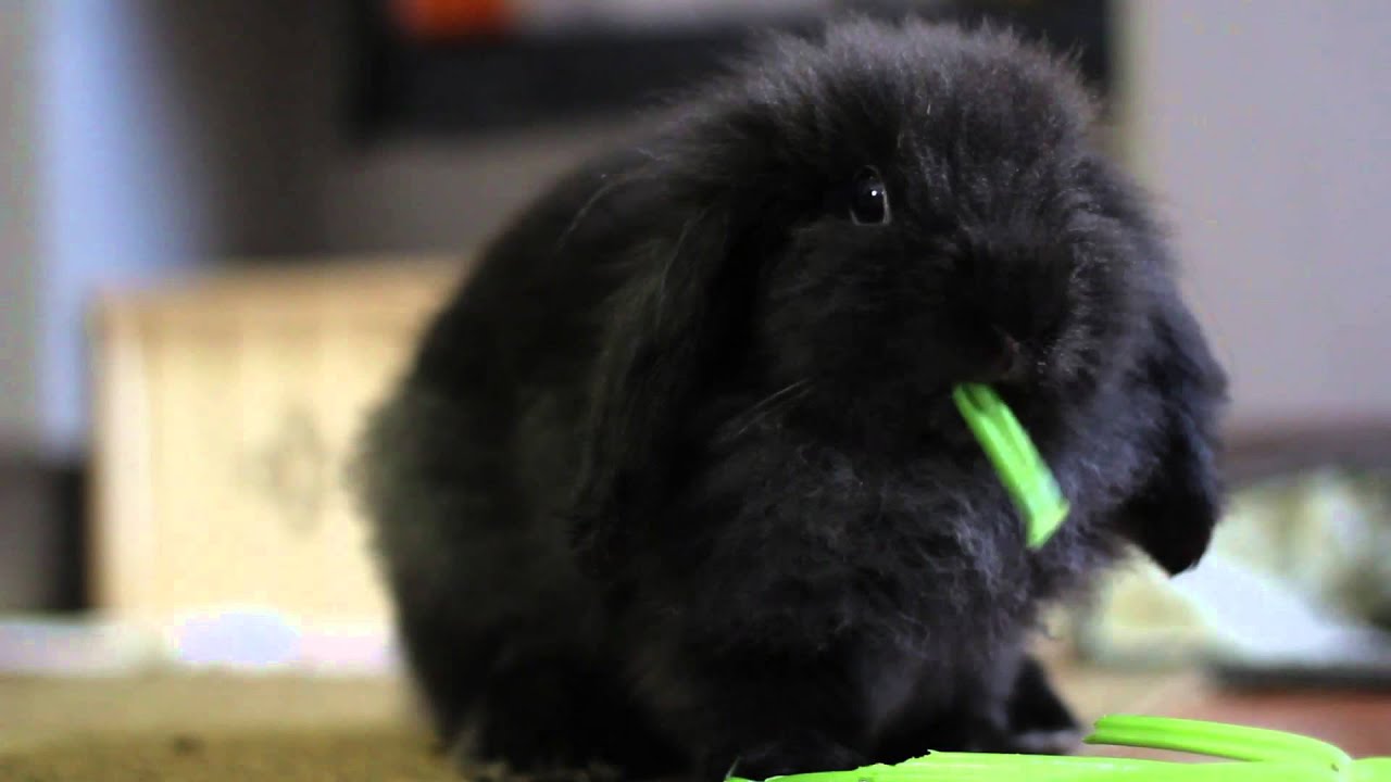 Animal - the hungry rabbit - YouTube