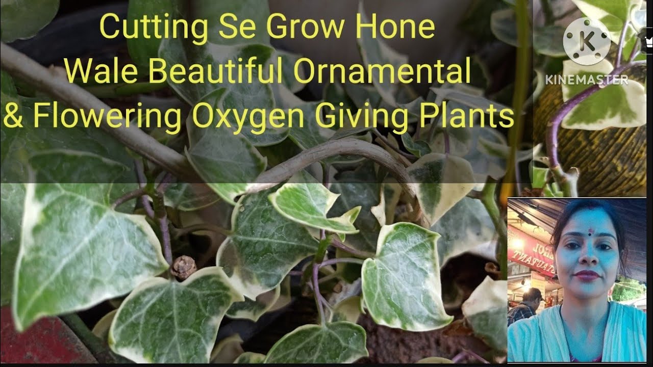 Cutting Se Grow hone wale Beautiful Ornamental/Flowering Plants - YouTube