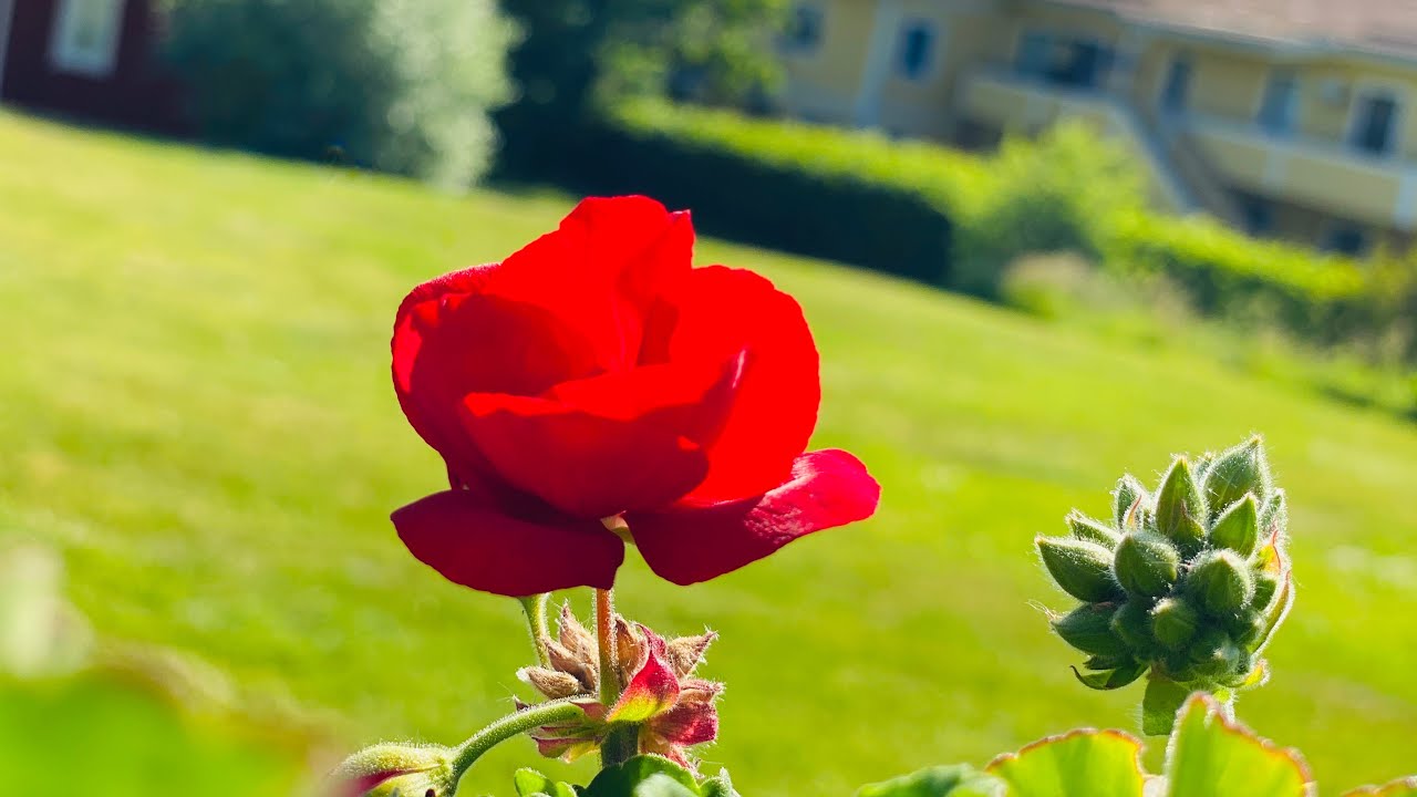 Midsummer Nature Mariehamn, Åland - YouTube