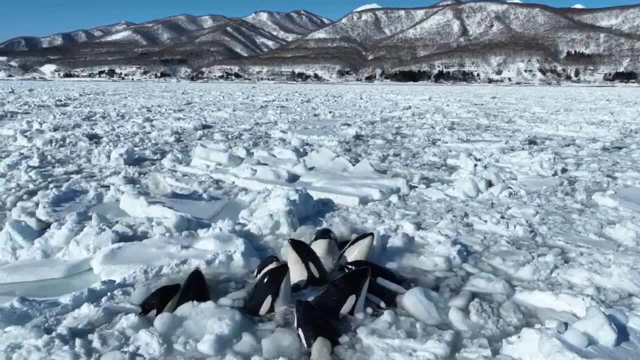 WATCH: Pod of orcas seen stuck in ice near Japan - YouTube