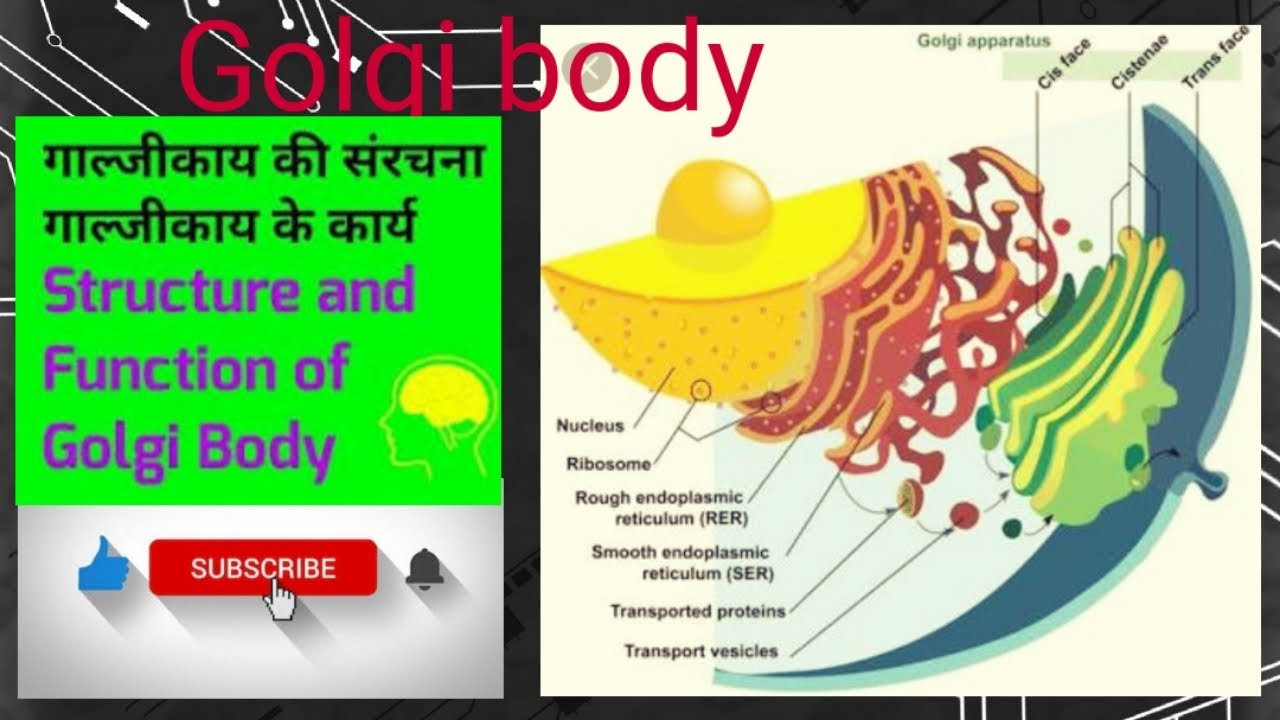 Structure And Function Of Golgi Body YouTube Structure And Function Of Golgi Body YouTube