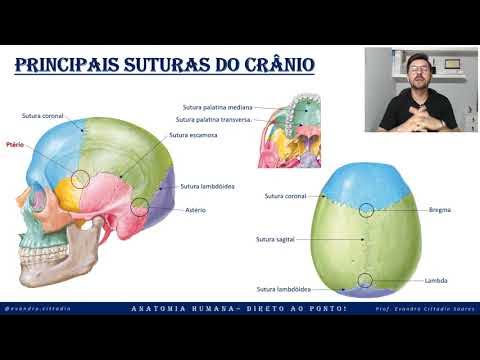 Principais suturas do crânio - Anatomia do crânio - Sistema esquelético - Direto ao ponto! - YouTube