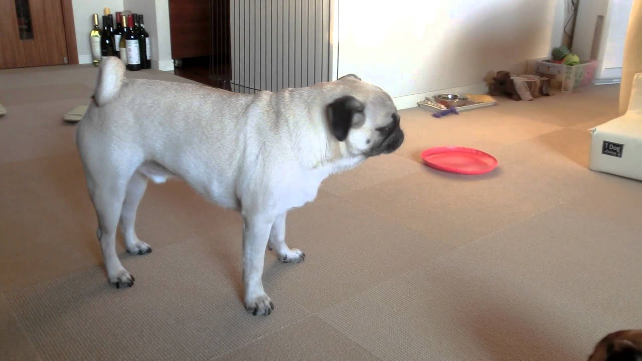 Do Pugs Get Haircuts