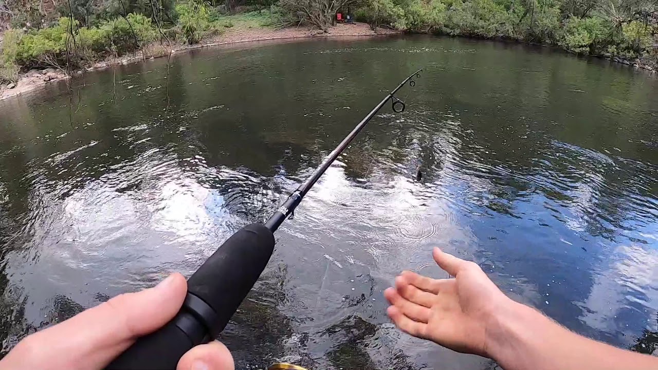 Top water Sooty grunter fishing FNQ - YouTube