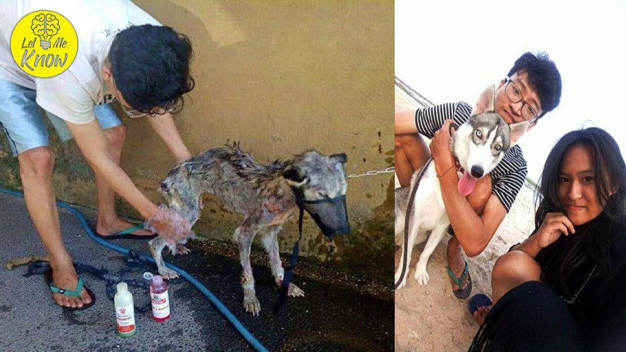 Homeless Husky Found Forever Home And Made An Amazing Transformation ...