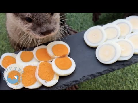 Which Boiled Egg Do Otters Like Better? - YouTube