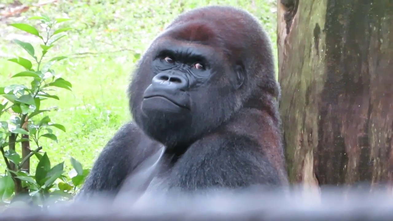 Animals---beautiful moments 美好的瞬间 - YouTube