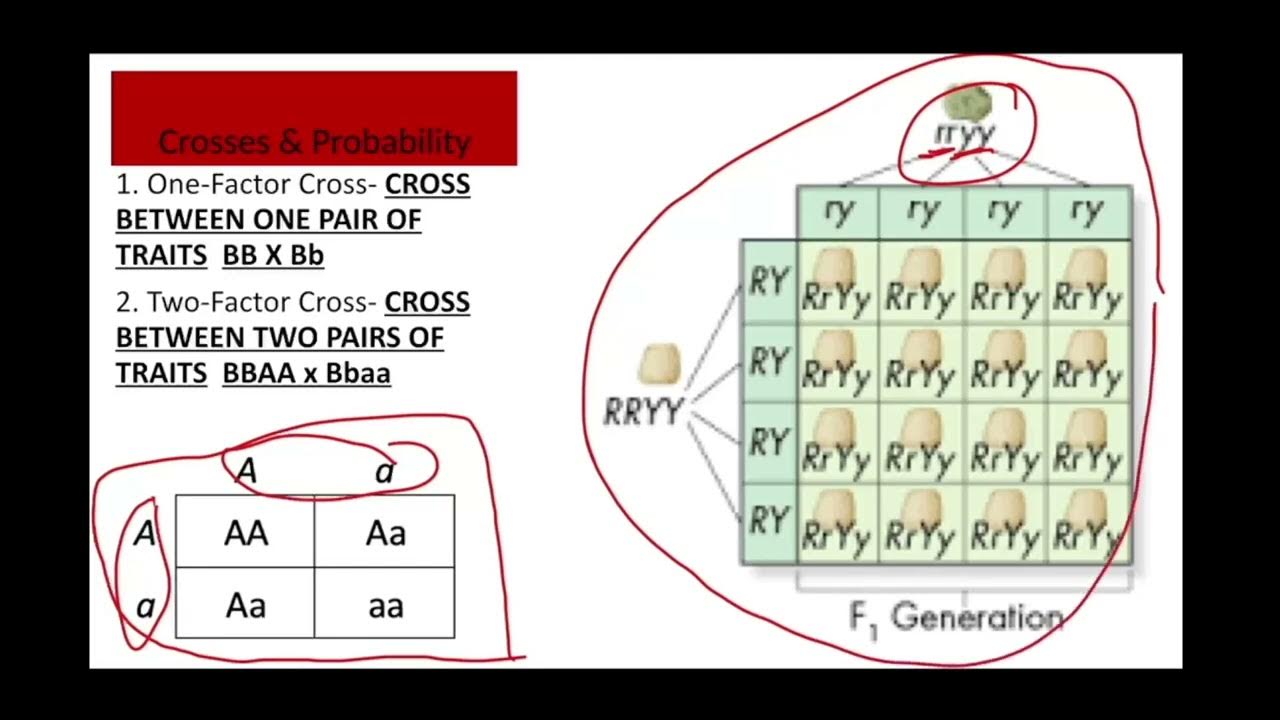 Genetics Part 1 | Drawing Basic Punnett Squares - YouTube