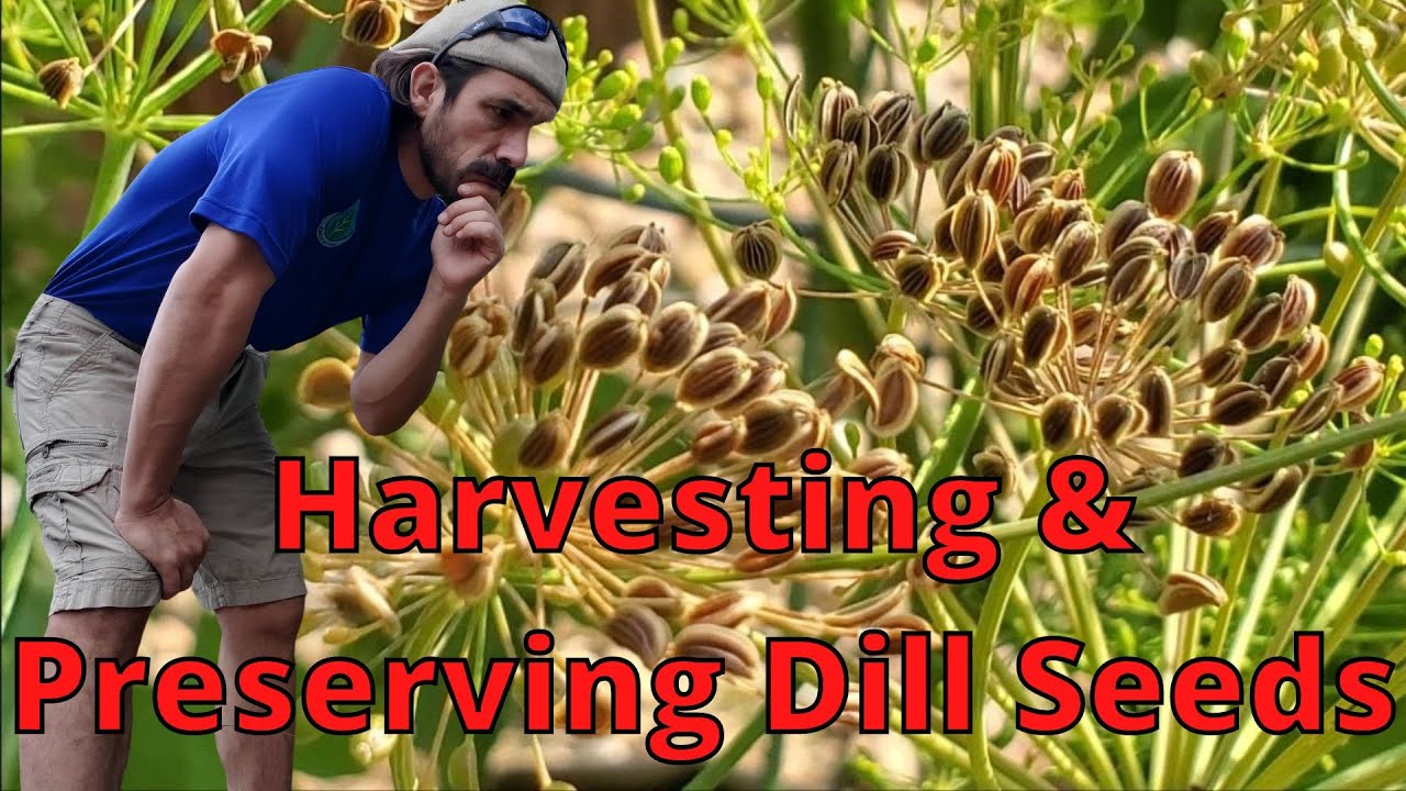 How To Harvest & Preserve Dill Seeds? - YouTube