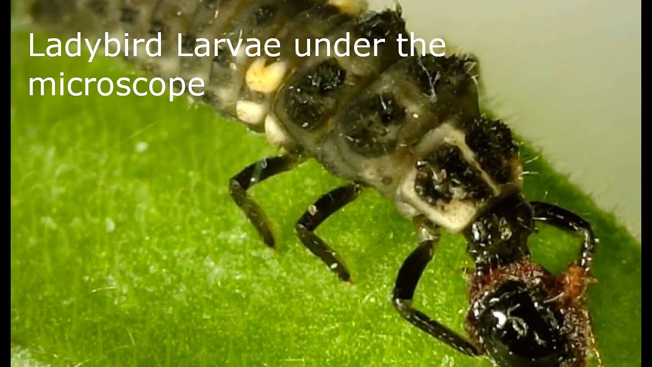 ladybird larvae under the #microscope - YouTube