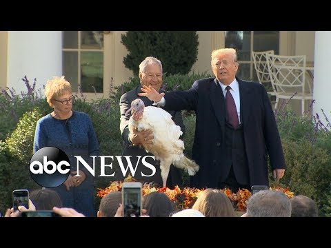 Trump pardons National Thanksgiving Turkey