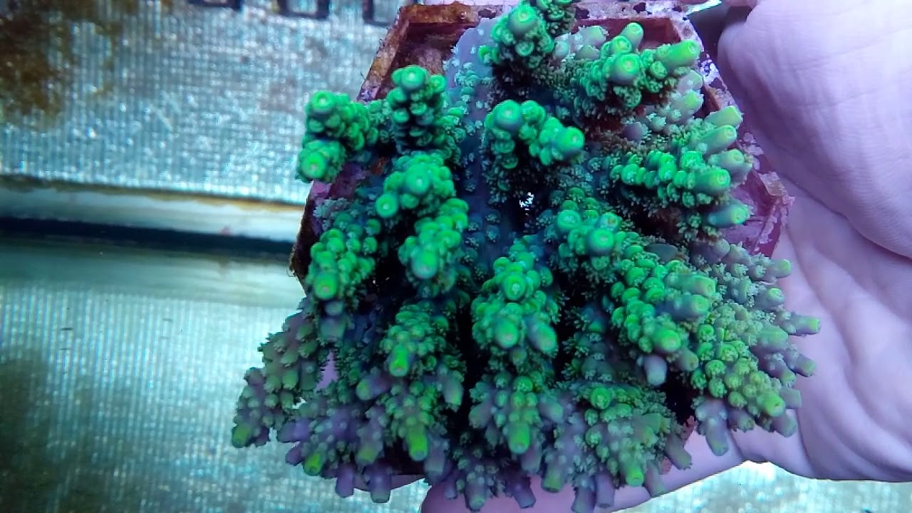 Acropora horrida purple green -1 coral gandalf - YouTube
