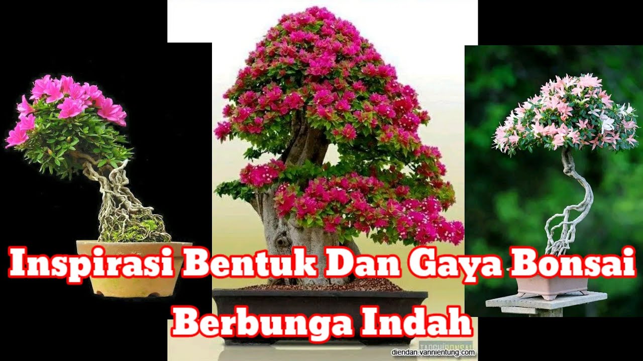 Inspirasi Bentuk Dan Gaya Bonsai Berbunga - YouTube