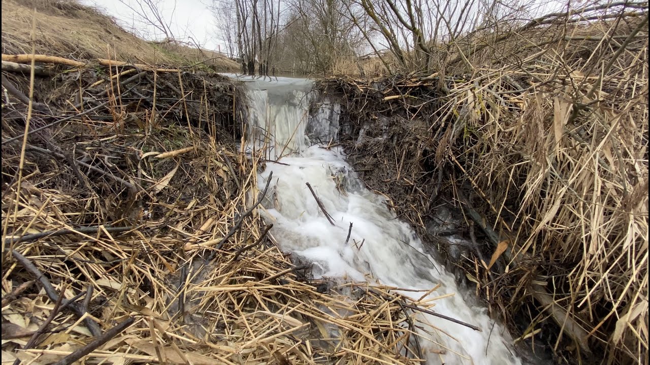 Draining BEAVER DAM which looks like WATERFALL! - YouTube