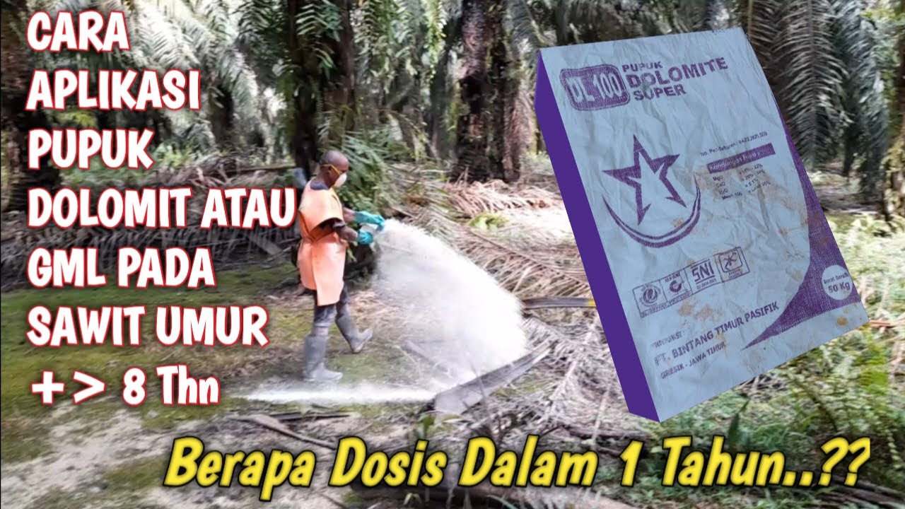 CARA APLIKASI PUPUK DOLOMITE ATAU GML‼️PADA SAWIT UMUR LEBIH DARI 8 ...