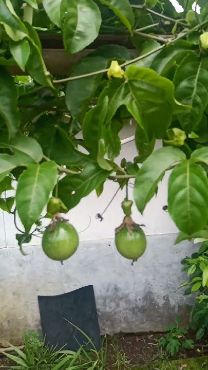 Markisa manis tiga bulan sudah berbuah - YouTube