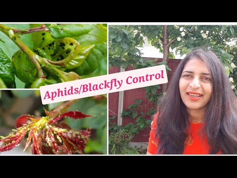 How To Prevent Aphids On Cherry Tree