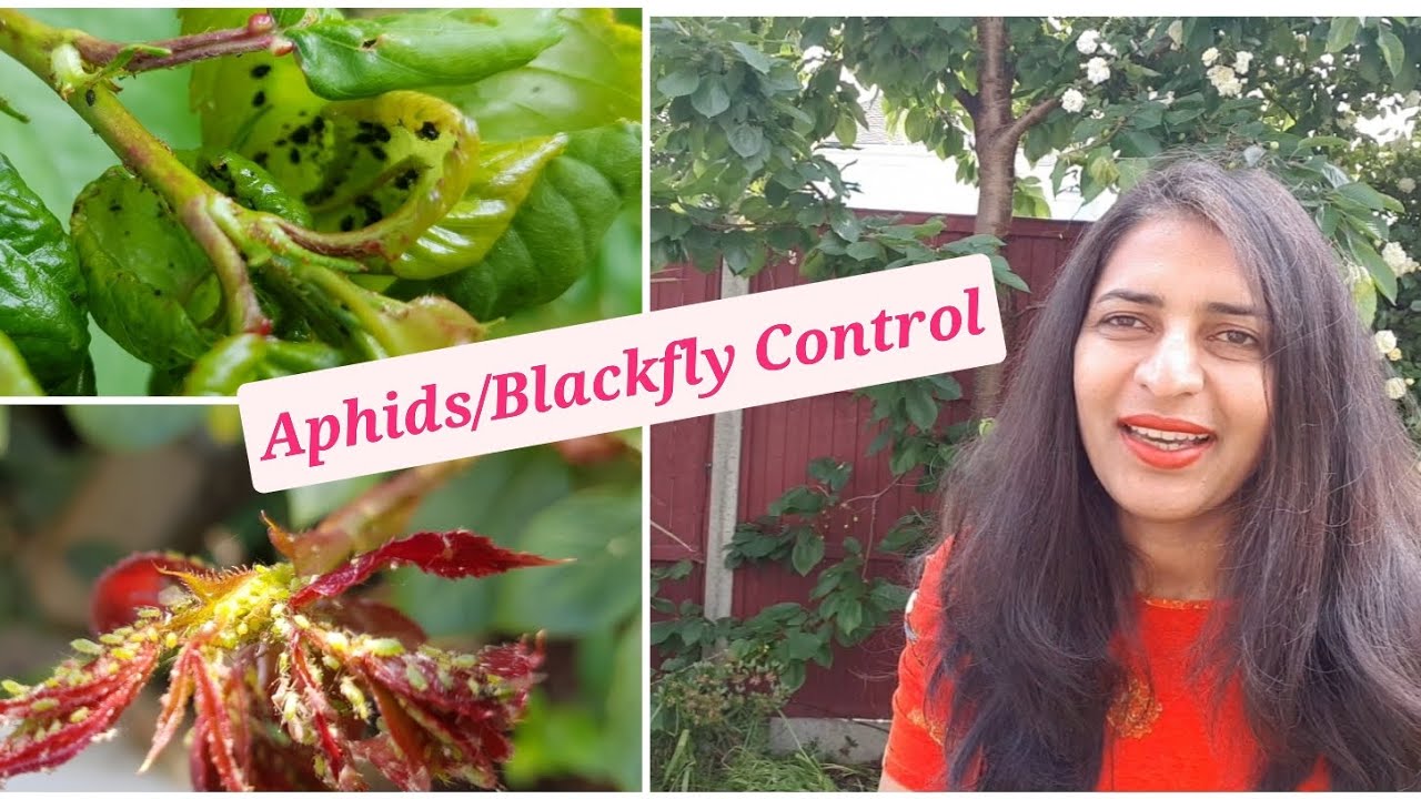 How to CONTROL and STOP Blackfly /APHIDS on Cherry Fruit Trees| Organic ...