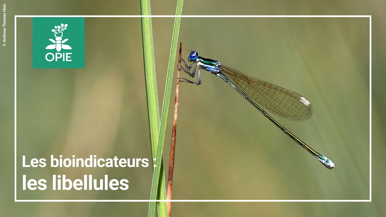Les bioindicateurs | Zones humides : les libellules - YouTube