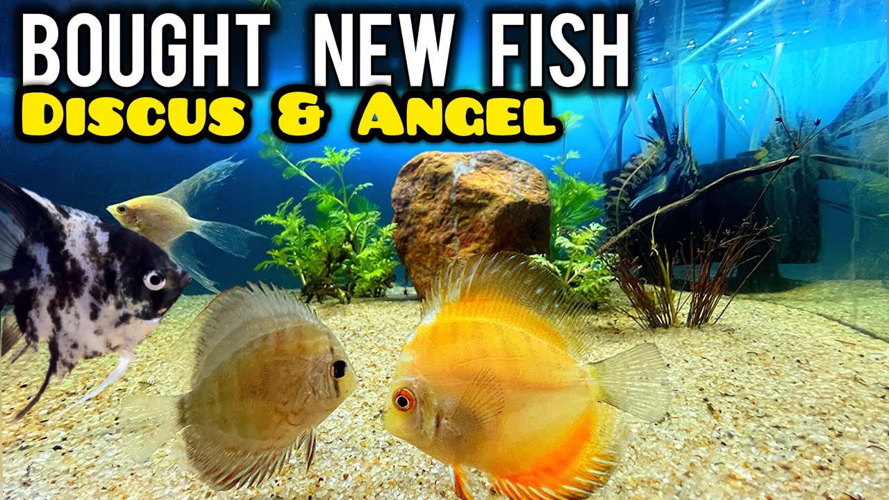 Meet My New Discus, Angel Fish & Tiny Tiger Oscar Fish | Fish Shopping ...