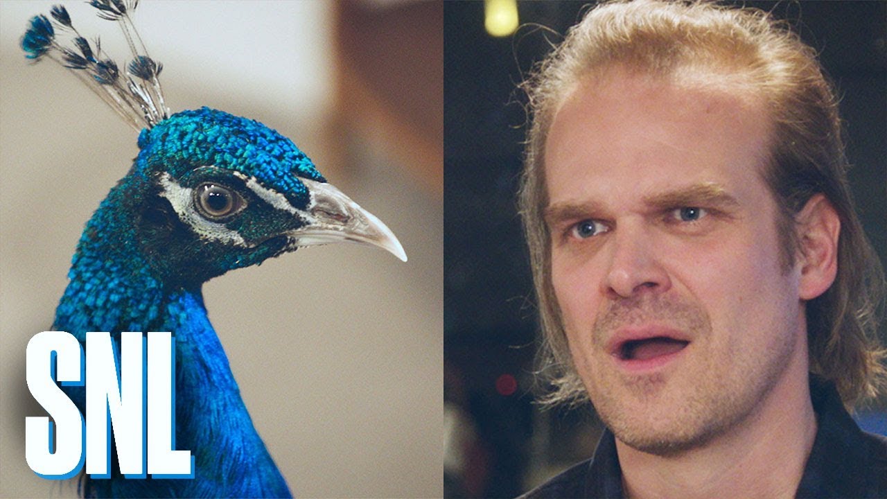 David Harbour Has to Share His SNL Dressing Room with the NBC Peacock ...