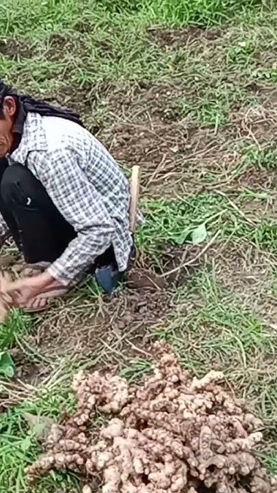 Bagong harvest na luya - YouTube