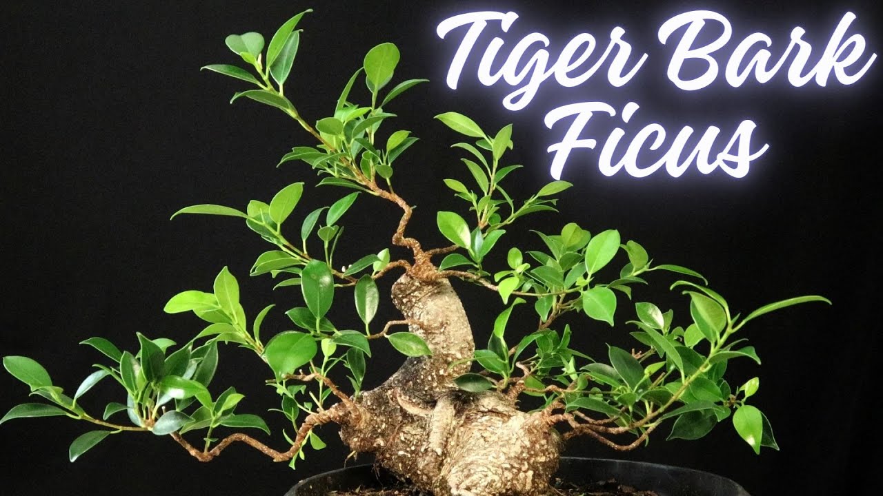 Tiger Bark Ficus Bonsai Ficus Microcarpa - YouTube
