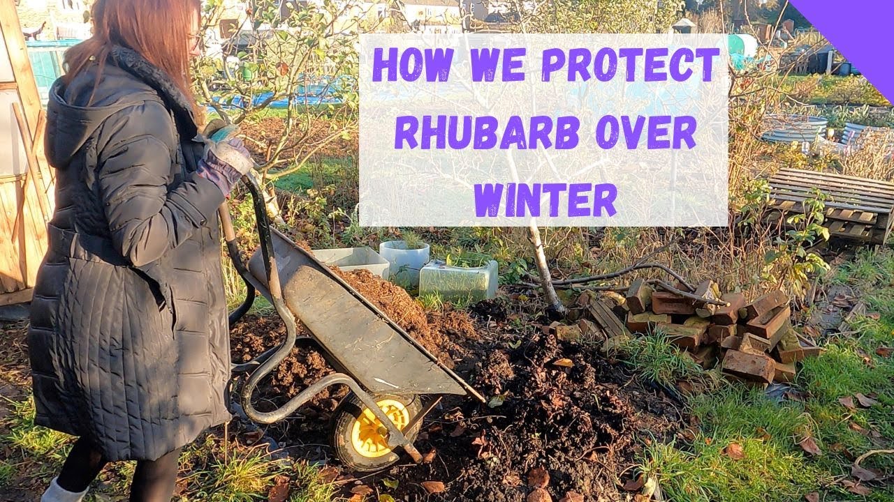How To Prepare Rhubarb For Winter - Allotment Gardening For Beginners ...