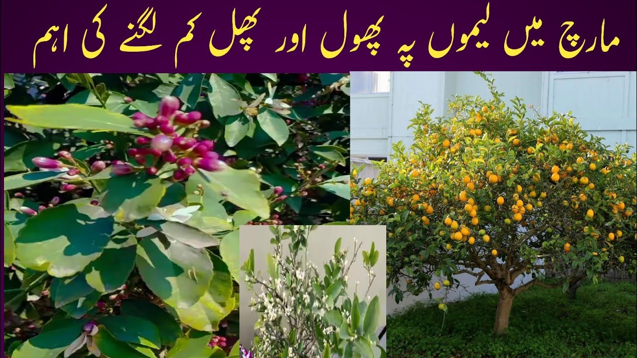 Lemon care||Lemon tree ||how to get more lemon || Tips and Care for ...