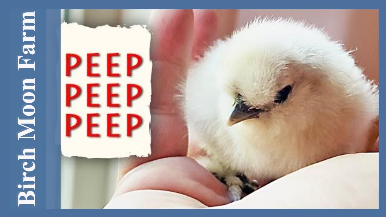 New Silkie Chicks | Chicken Sounds for Baby Chicks - YouTube