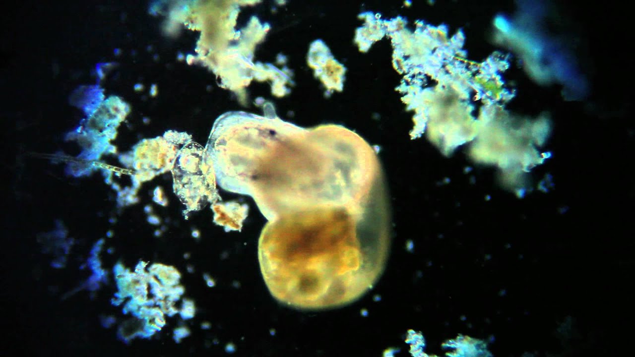 Limnea sp., "escargot" d'eau douce - YouTube